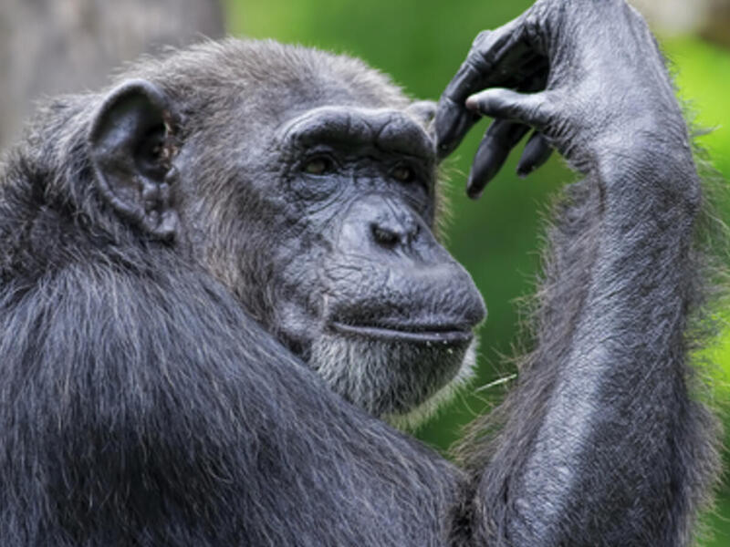 Editor's Choice | Al Bawaba