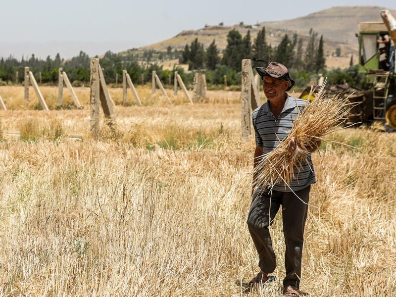 Syrian Farmers Rush to Harvest And Beat The Crunch! | Al Bawaba