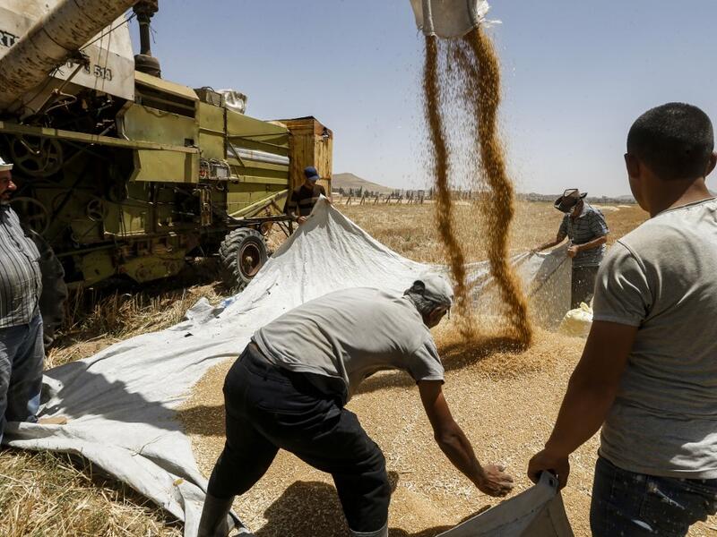 Syrian Farmers Rush to Harvest And Beat The Crunch! | Al Bawaba