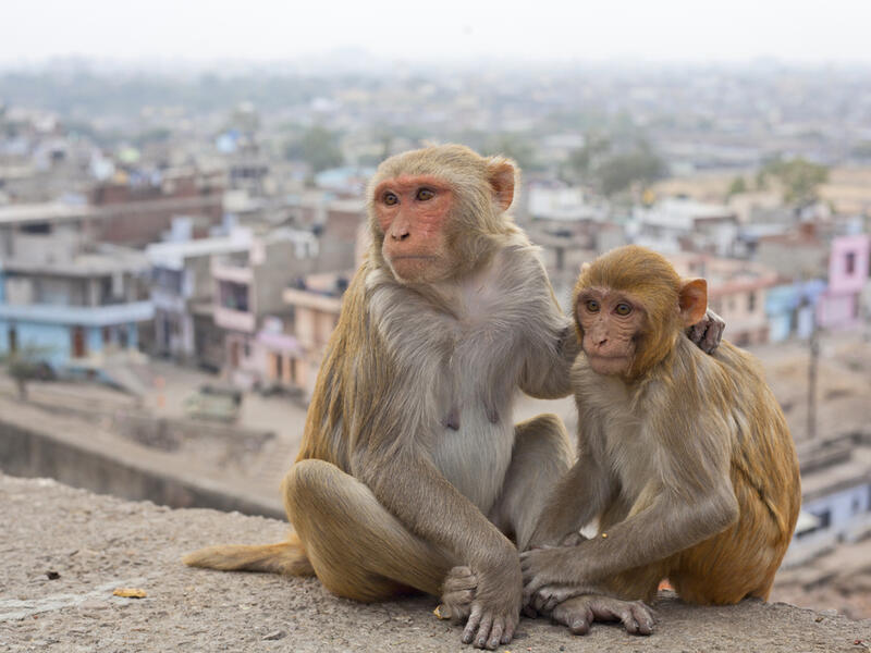 Editor's Choice | Al Bawaba