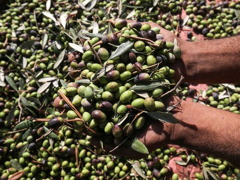 The Olive Oil Harvest Season Begins in Palestine | Al Bawaba