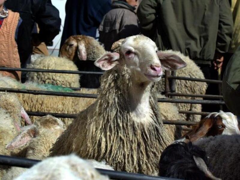 The Journey to Hajj and title 'Hajji' or 'Hajjah' 2011 | Al Bawaba