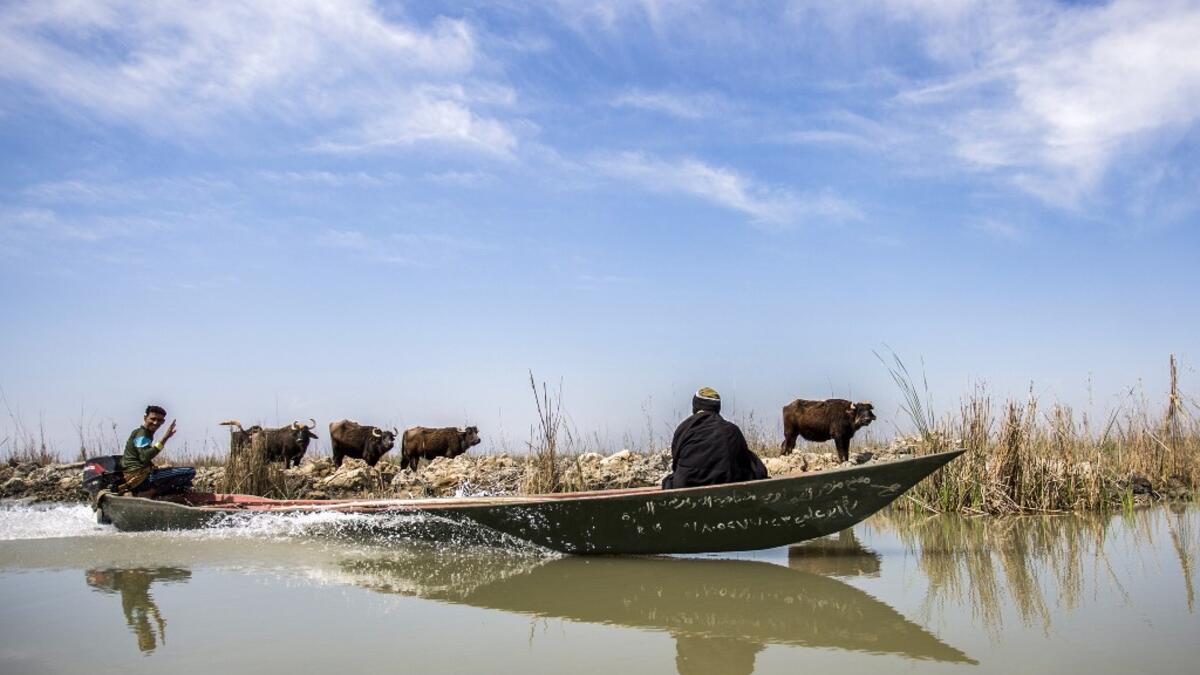 Ecotourists in The Marshes of Iraq | Al Bawaba