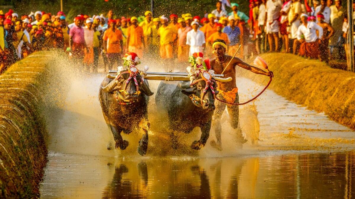What a Race: Kambala Buffalo Run is an Indian Tradition | Al Bawaba