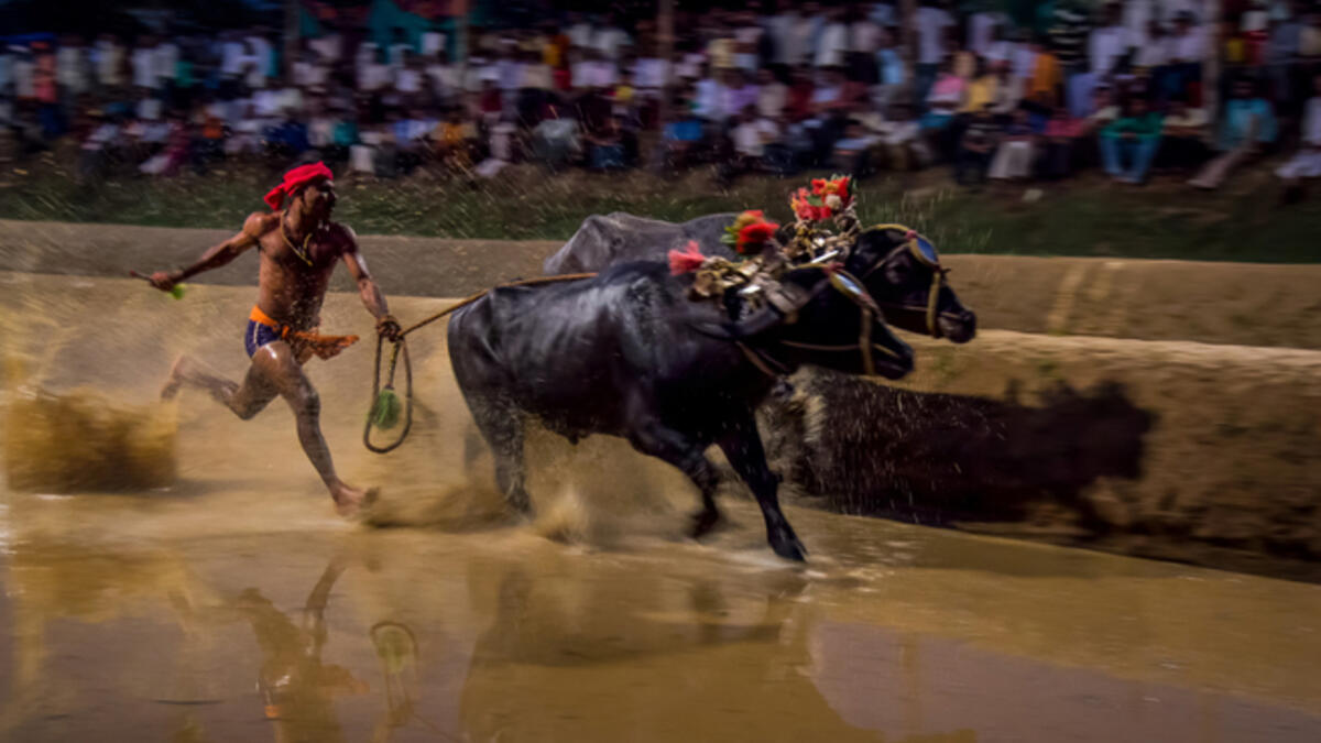 What a Race: Kambala Buffalo Run is an Indian Tradition | Al Bawaba