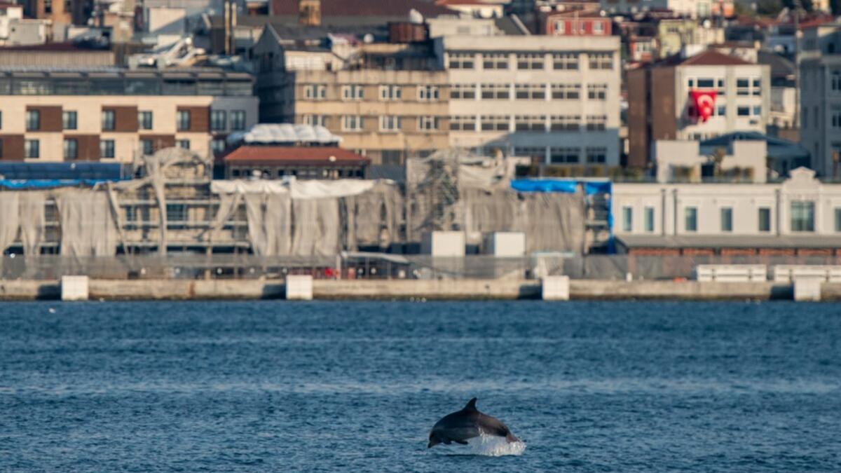 Dolphins Appear in Istanbul Amid Coronavirus Lockdown | Al Bawaba