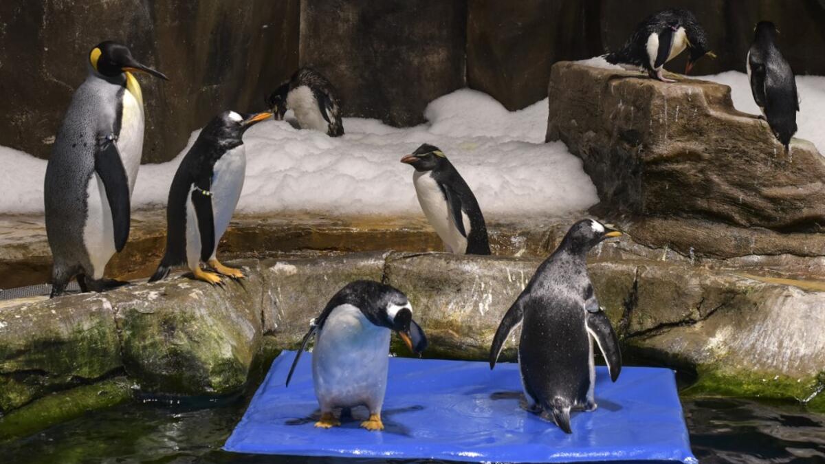 Hong Kong Penguins Enjoy The Snow Play! | Al Bawaba