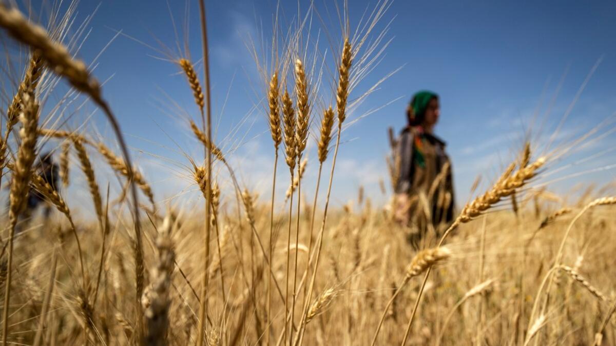 Syria's Wheat War | Al Bawaba