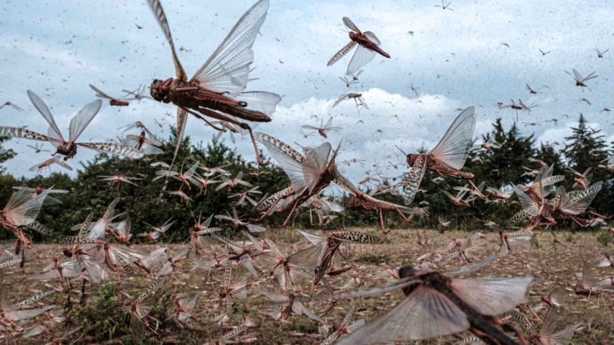Locusts' Swarms Hit Kenya | Al Bawaba