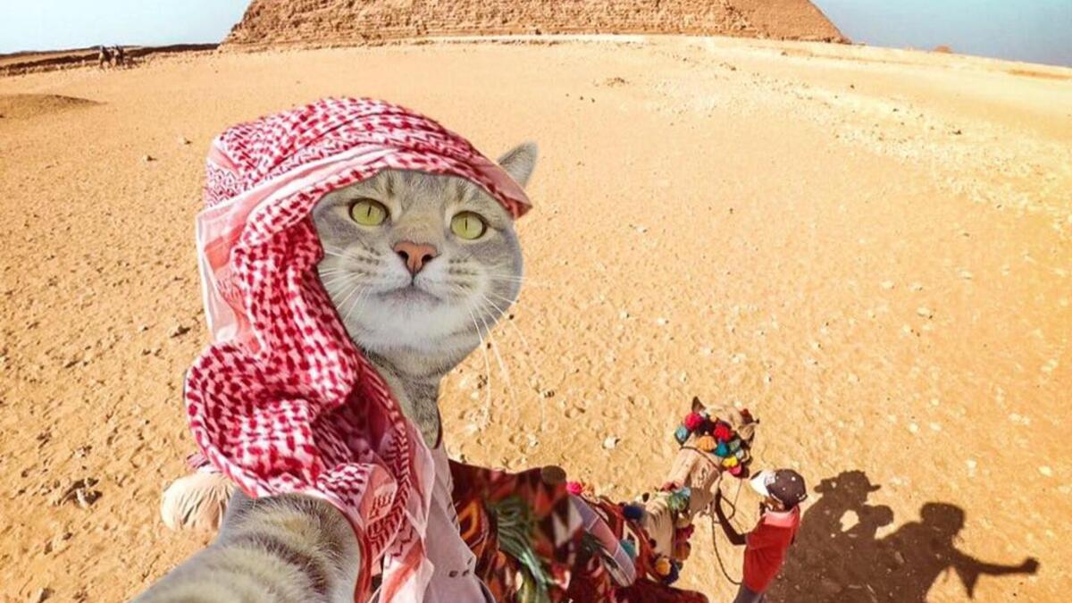 Meet Manny - The Selfie Cat! | Al Bawaba