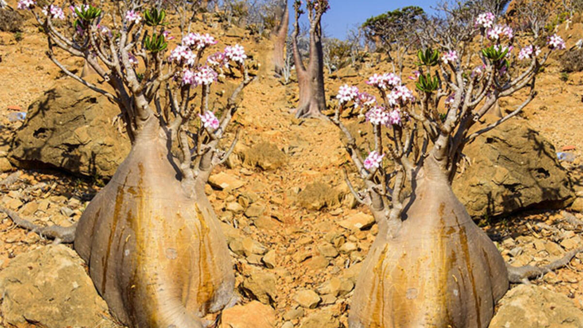 Forever Yemen: alluring beauty in the midst of war | Al Bawaba