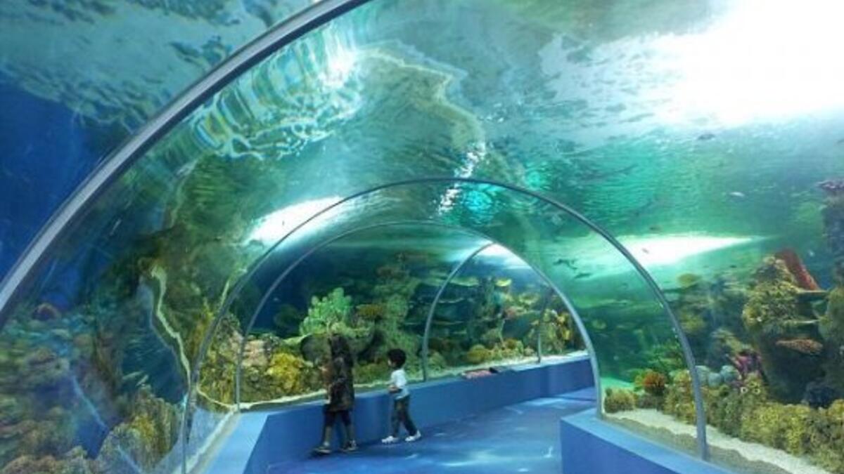Looking For Sharks, Seahorses and Dolphins...Visit the Saudi Aquarium ...