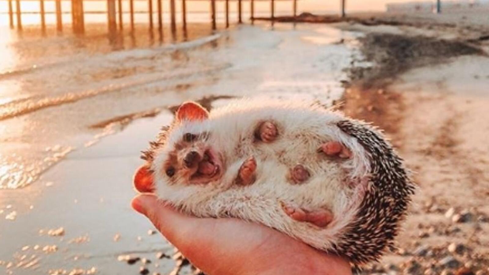 'World's Happiest Hedgehog' Travels Globe With Smile, Has 1.5M ...