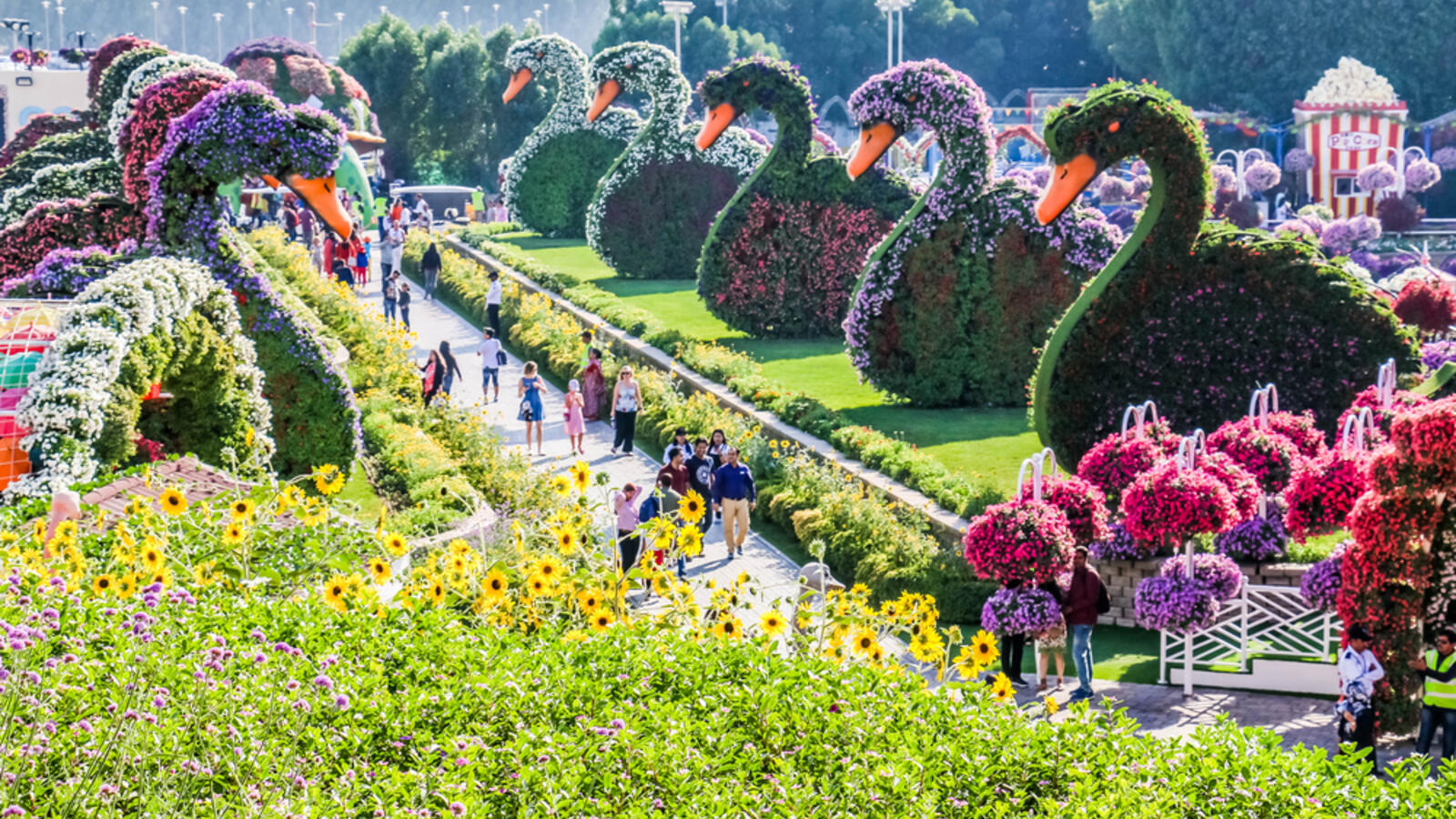 The Dubai Miracle Garden Is Magic With Over 50 Million Flowers Al Bawaba The Dubai Miracle Garden Is Magic With Over 50 Million Flowers Al Bawaba