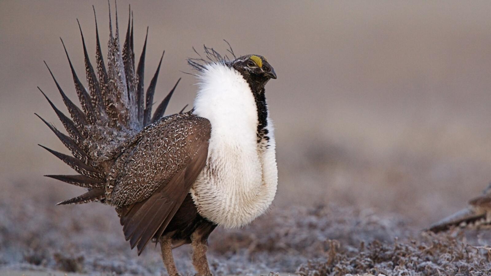 America's Greater Sage Grouse Could be Heading to The Endangered ...