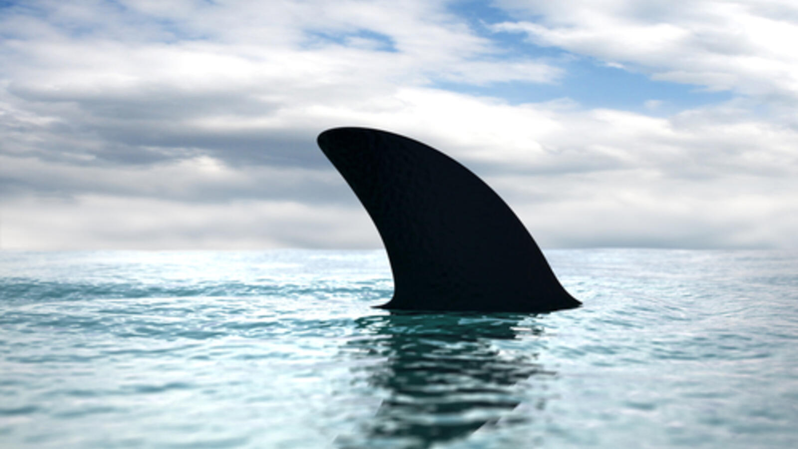 Sharks and Sheikhs: 40 sharks infest Saudi waters | Al Bawaba