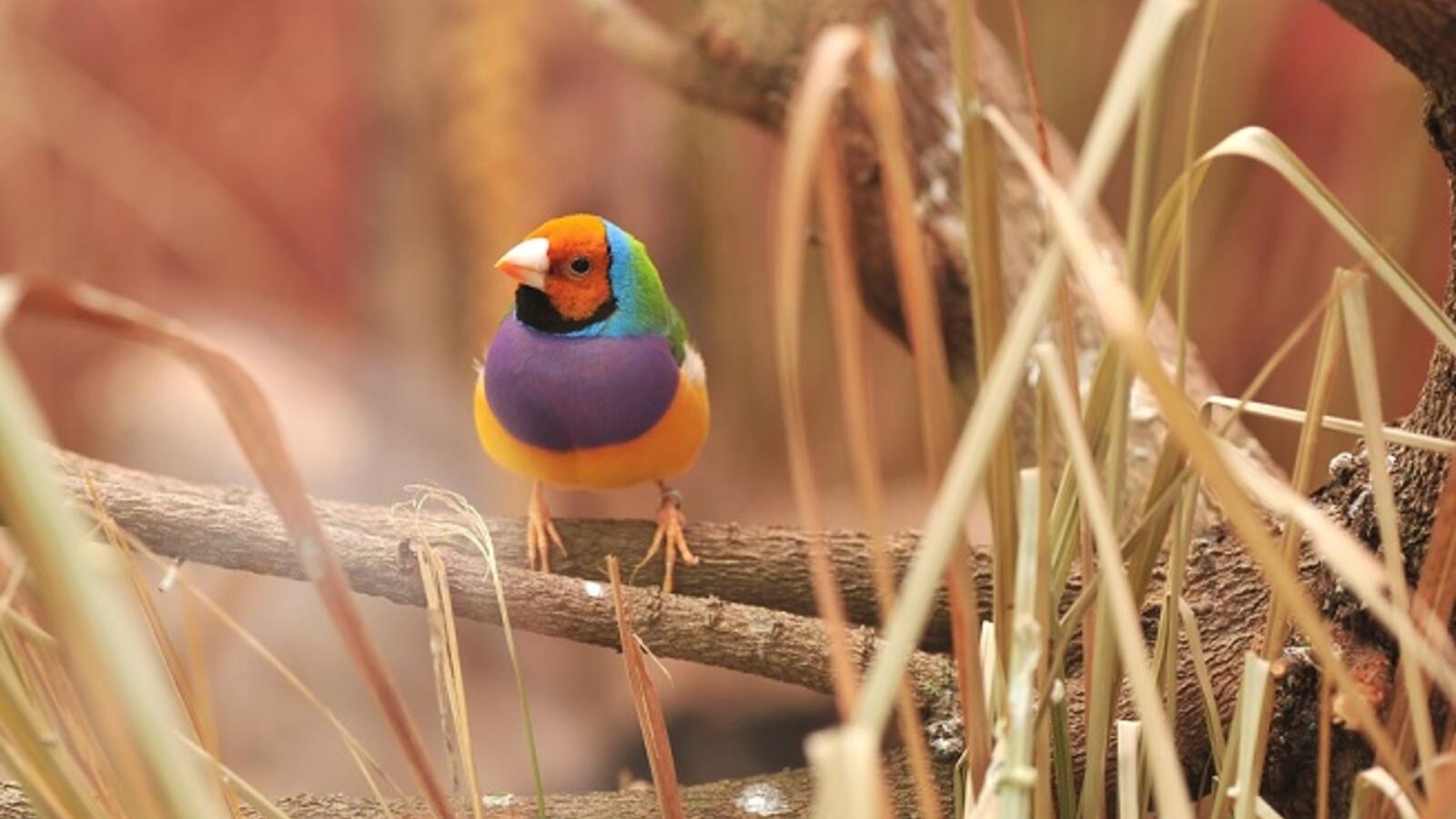Birds, Snakes: Rare Animals on Display at This Oman Zoo | Al Bawaba