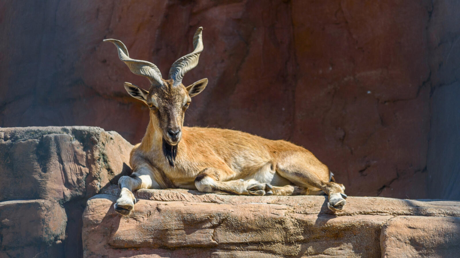 new-delhi-islamabad-seek-to-save-pakistan-s-national-animal-but-why