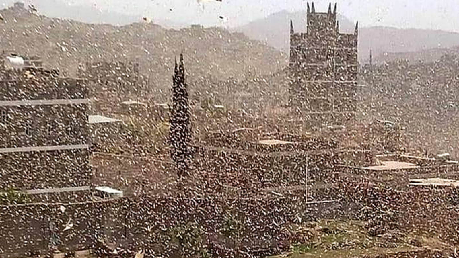 A Biblical Locust Swarm Appears in Yemen, Threatening Food... and Honey ...