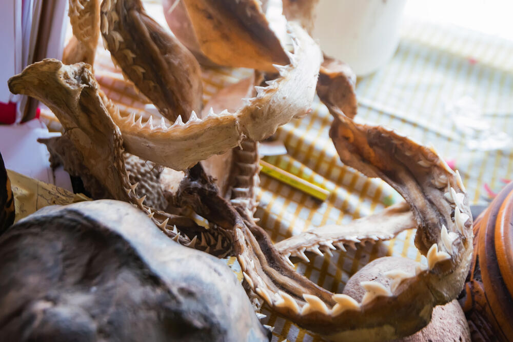 70-Million-Year-Old Sea Monster Found in Canada | Al Bawaba