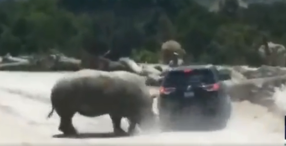 Video of Angry Rhino Attacking, Flipping a Car Goes Viral on Social ...