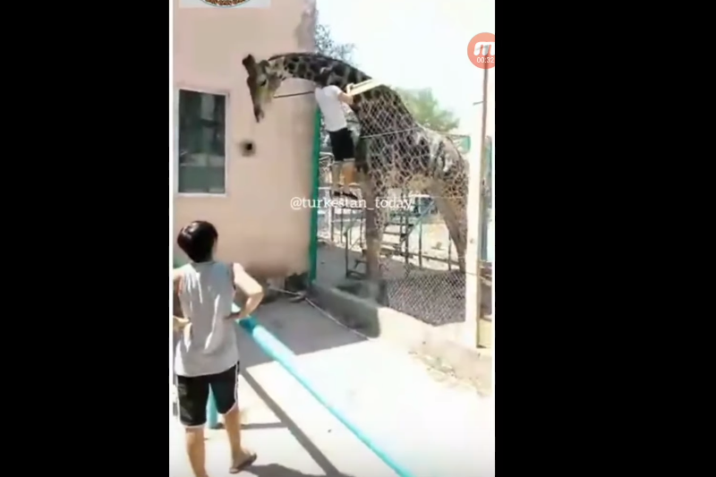 Video: A Drunk Tries to Climb on Giraffe's Back Goes Viral | Al Bawaba