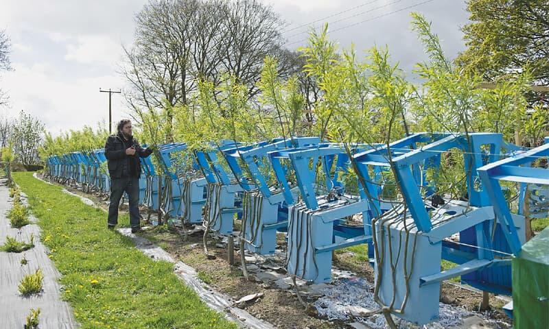 Furniture Farm: How Do You Grow Trees Into Chairs? | Al Bawaba