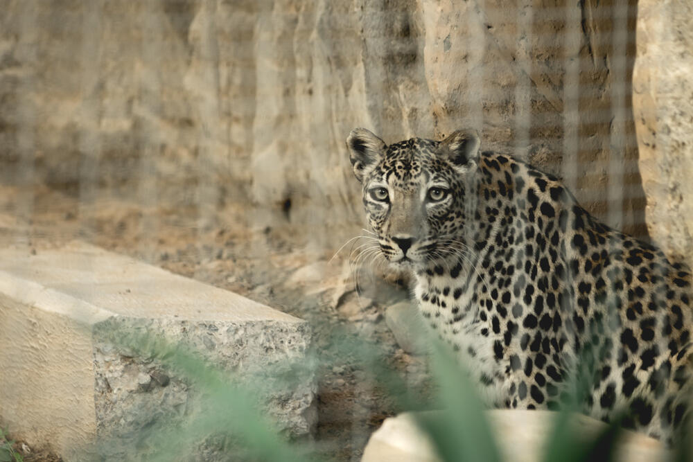 Oman Spots Endangered, Rare Arabian Leopard | Al Bawaba