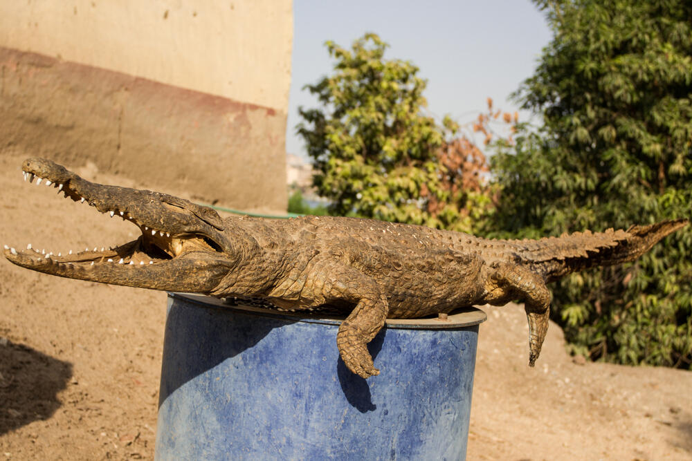 French Diggers Unveil The Secrets of Egypt's Crocodile That Lived 2300 ...