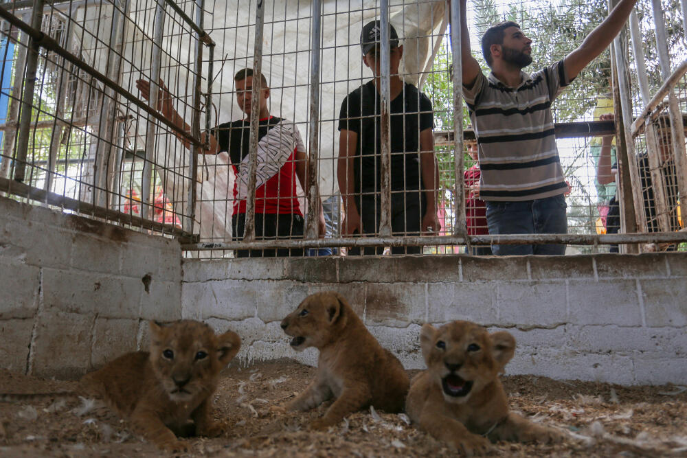 Palestine Reopens Gaza Zoo But Conditions are Just as Bad | Al Bawaba