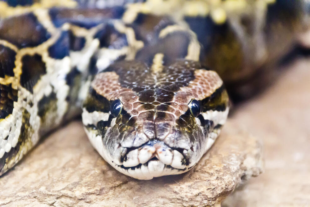 Woman Found Dead With 8-Foot Python Wrapped Around Her Neck | Al Bawaba