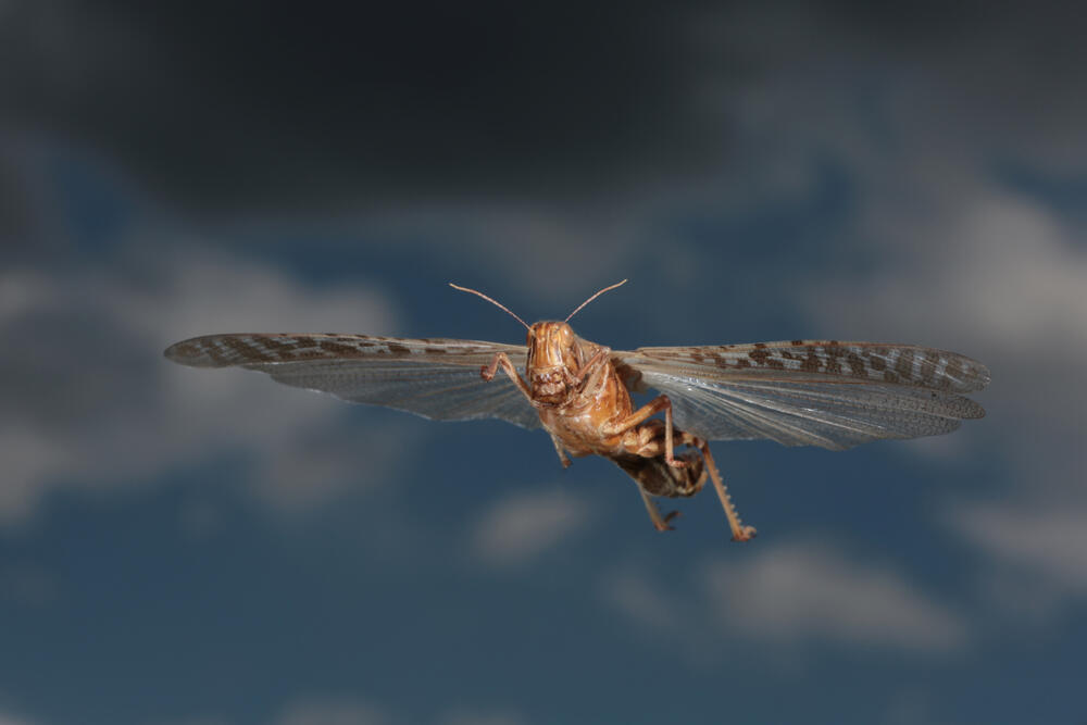 Fighting The Desert Locust is an Immense Task in Iran | Al Bawaba