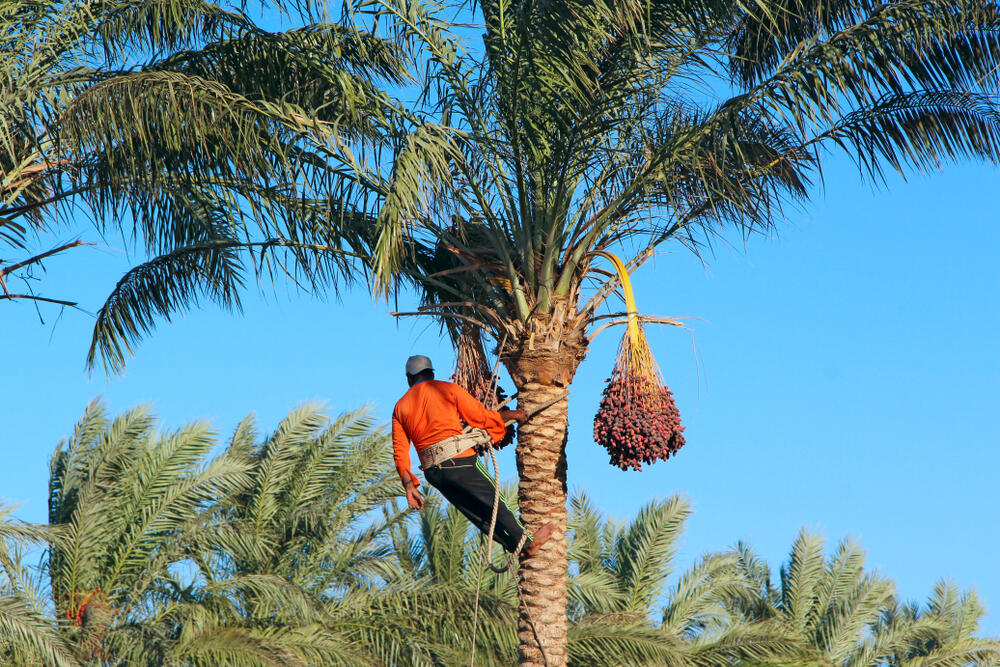 UNESCO Adds The Arab Date Palm on its Intangible Cultural Heritage List ...