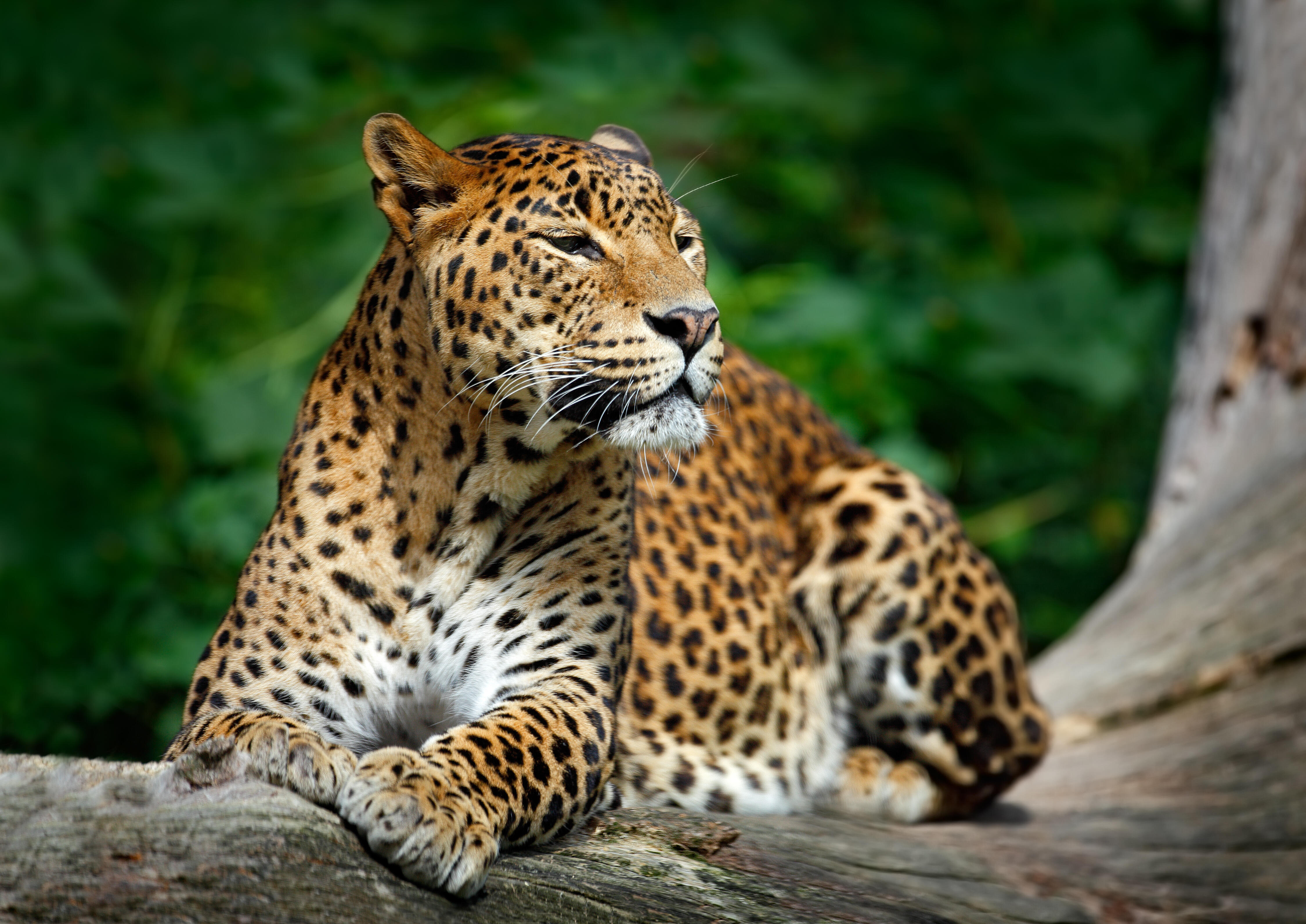 Leopard Eats Five-Year-Old Boy While Playing in India | Al Bawaba