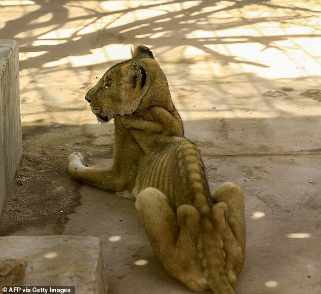 Suffering Lions in Sudanese Zoo Finally Get Life-saving Treatment | Al ...