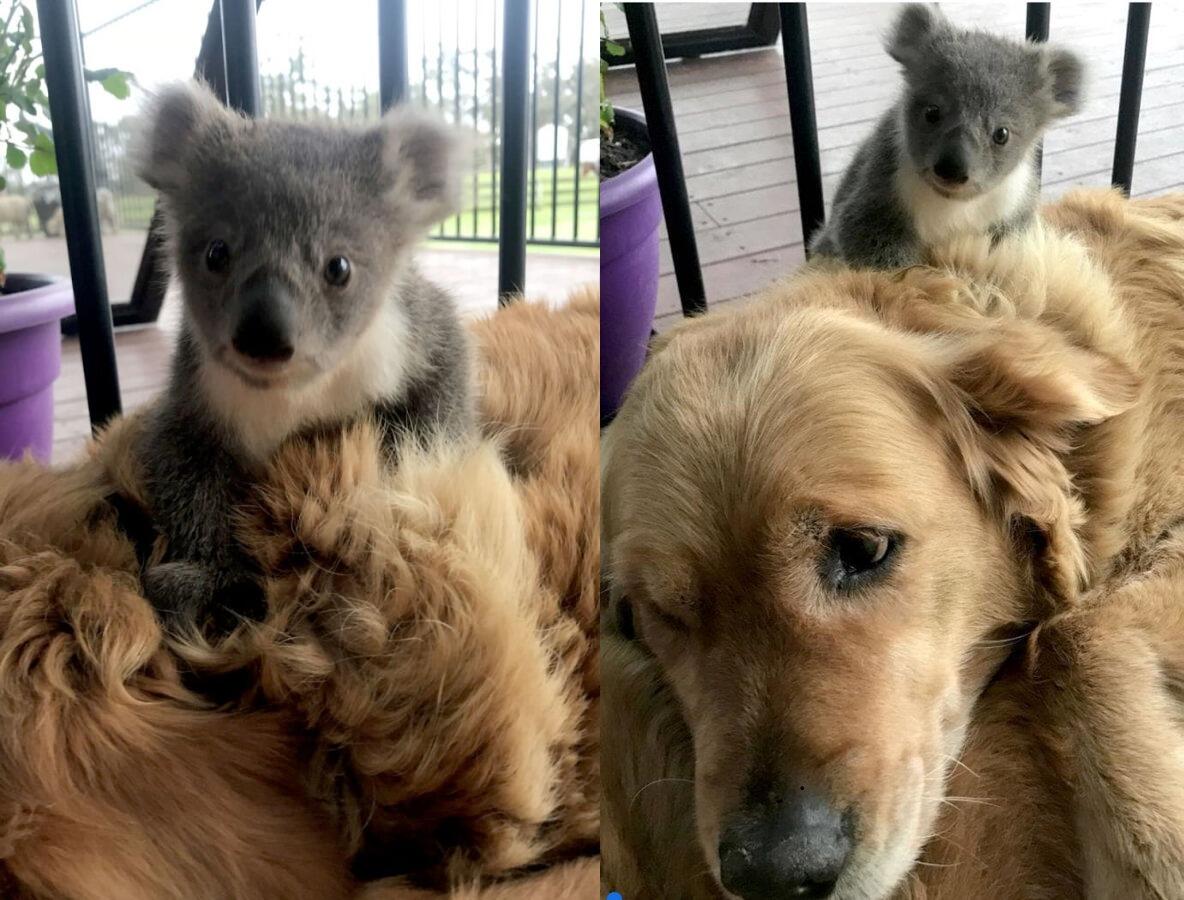 Hero Dog Saves Baby Koala From Australia's Bushfires | Al Bawaba