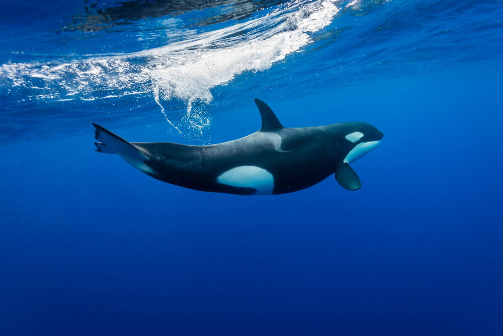 Marine Biologists Delighted as Killer Whales Migrate From Iceland to ...