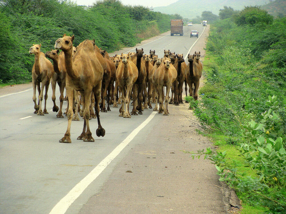 10,000 Camels in South Australia to be Culled to Stop Them Drinking ...