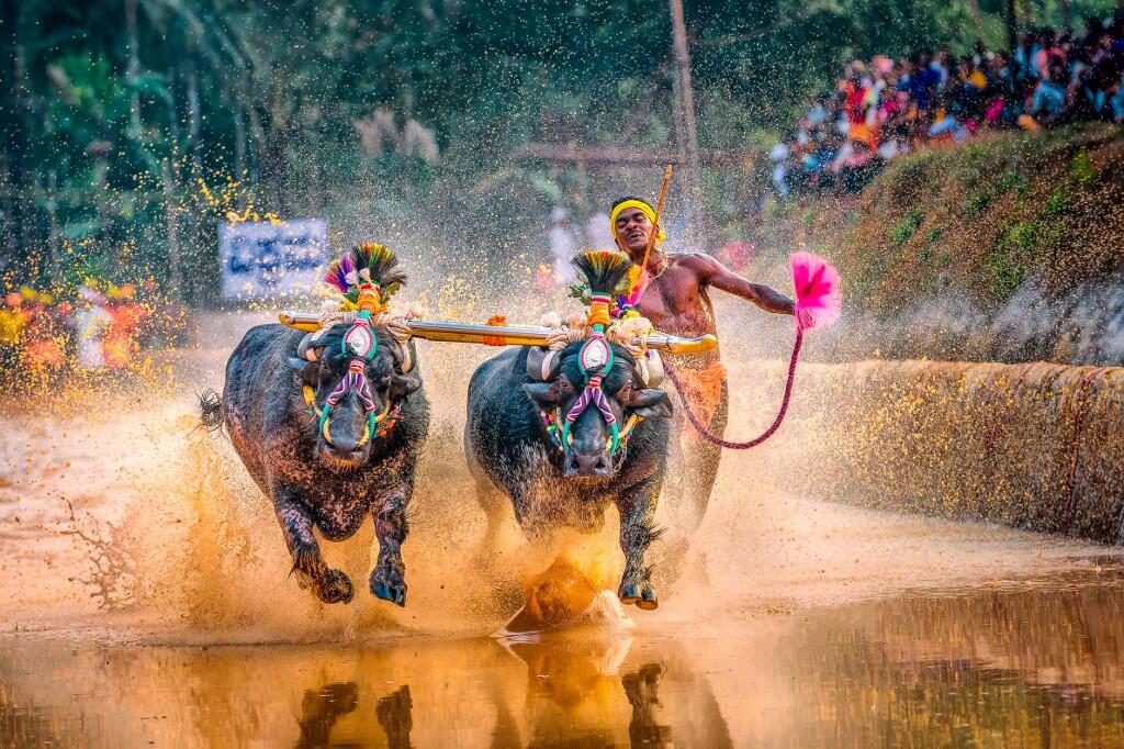 What a Race: Kambala Buffalo Run is an Indian Tradition | Al Bawaba