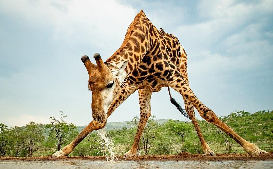 A Giraffe Doing The Splits For a Drink From a Watering Hole | Al Bawaba