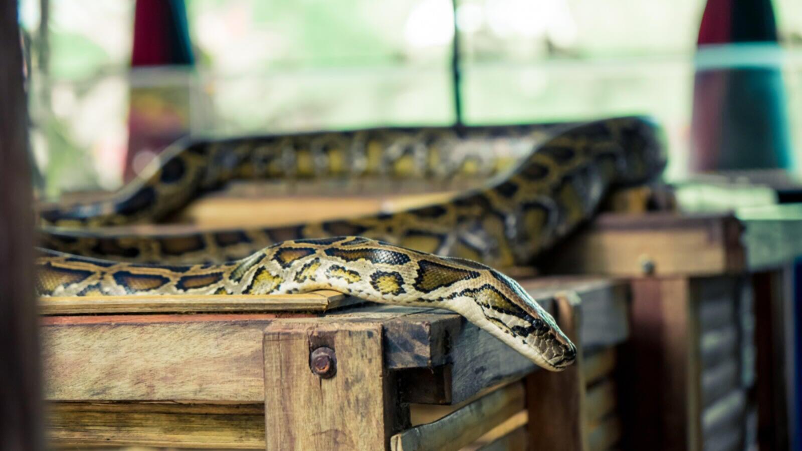 Video: 42-Pound Python Falls Through Spa Ceiling, Its Been There for 10 ...
