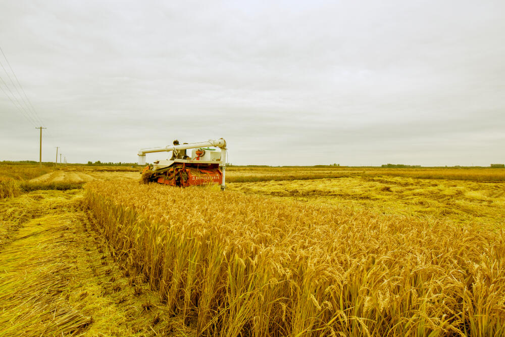 What is Genetically-Engineered Rice Production? | Al Bawaba