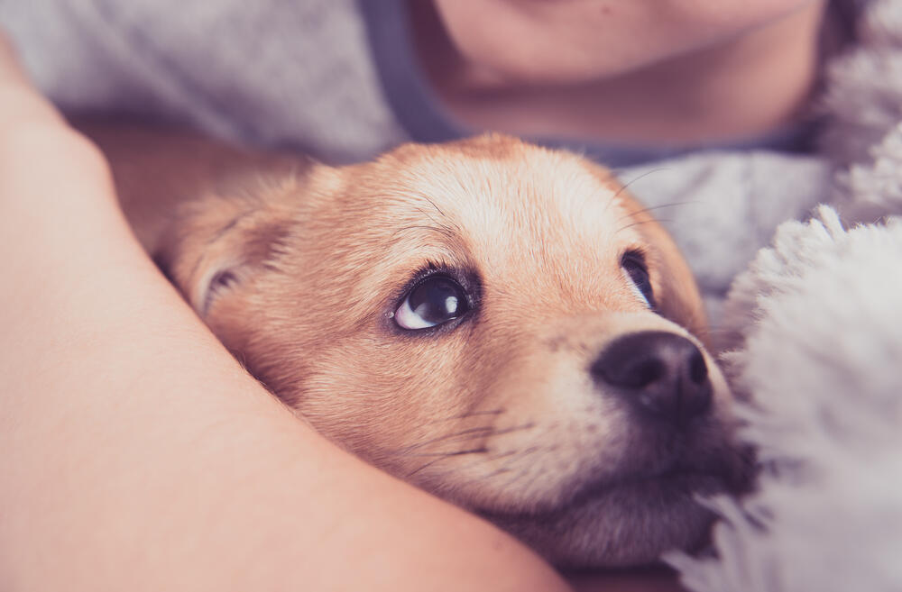 Roman Empire Had a Lap Dog Just Like Today's Pampered Celebrities | Al ...