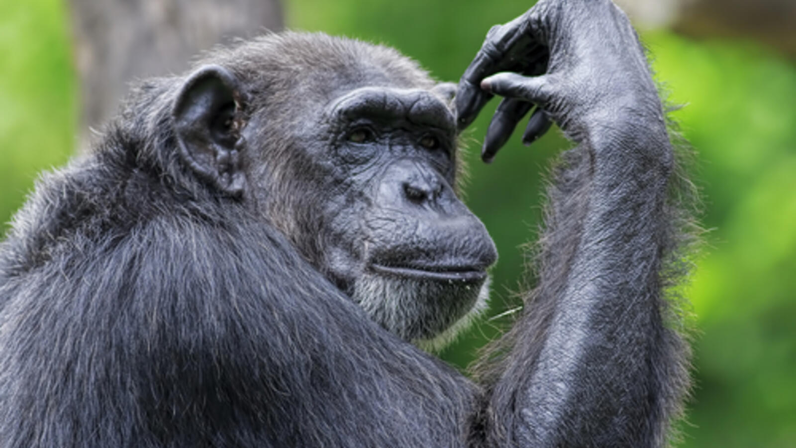 Video of Female Chimpanzee Smoking at Chinese Zoo Goes Viral | Al Bawaba