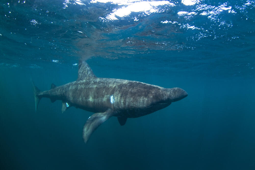 Spain: Beware of The Giant 30ft Shark off The Coast | Al Bawaba