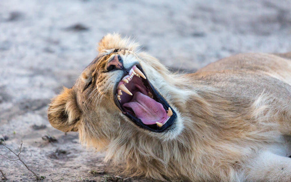 Putin Shocked! Lion's Legs Broken on Purpose to Take Photos With ...