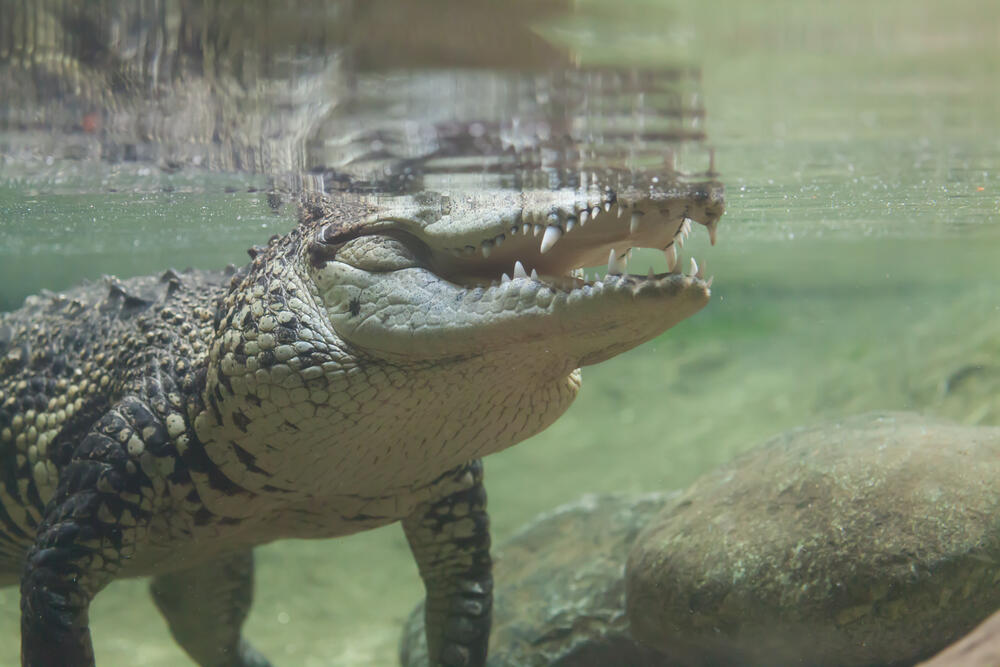 Video of Crocodile Dragging Swimmer Underwater Goes Viral | Al Bawaba
