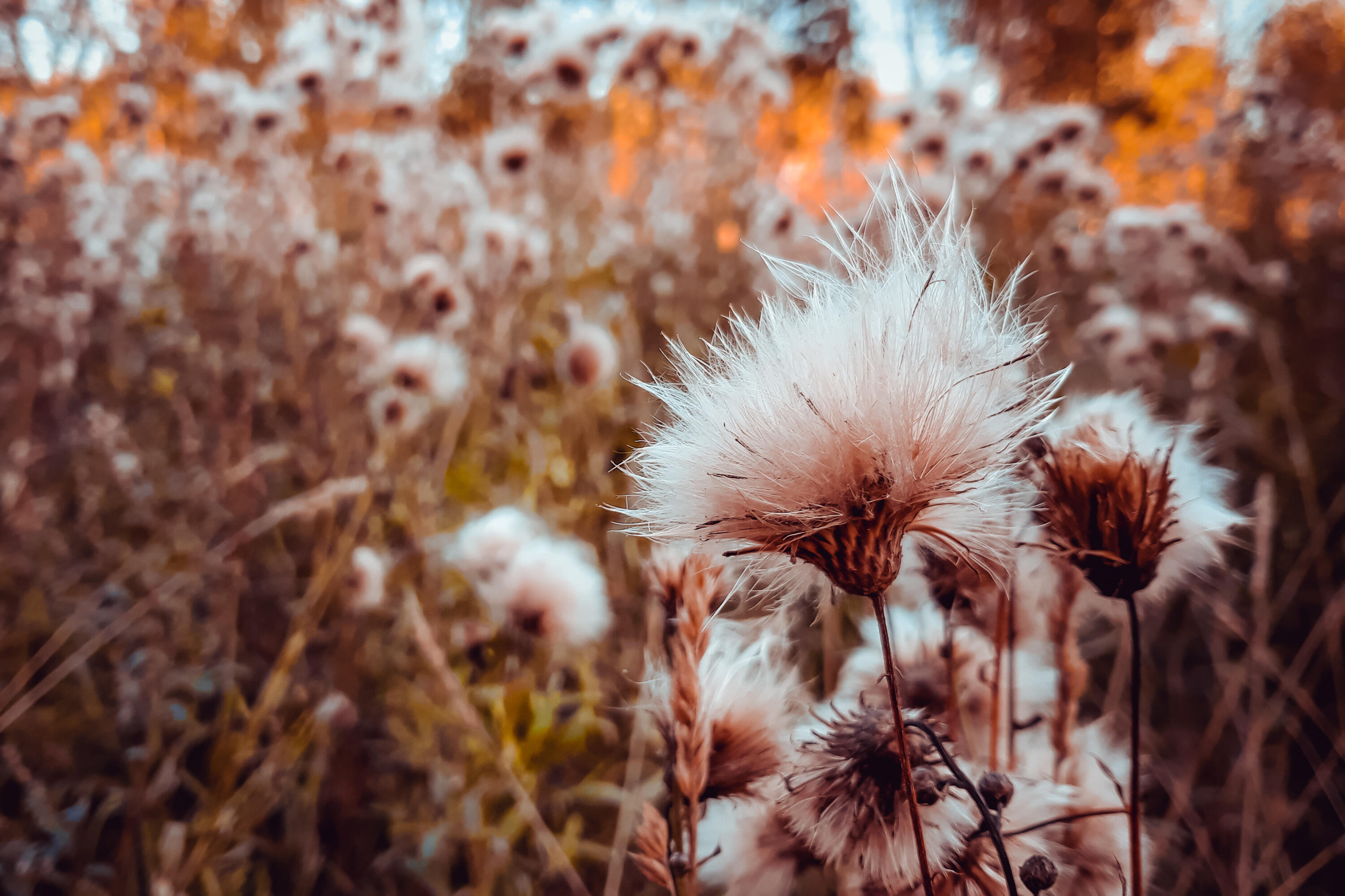 Why Care About Wild Plants? The FairWild Week Gives You The Answer | Al ...