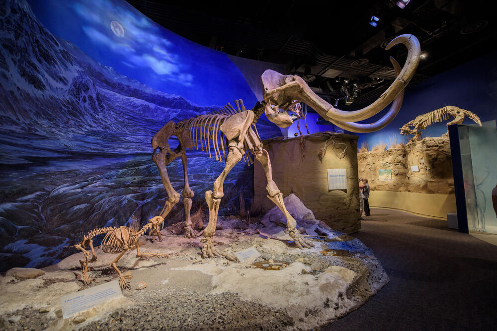Russian Scientists Find Well-preserved Skeleton of a Mammoth in Siberia ...