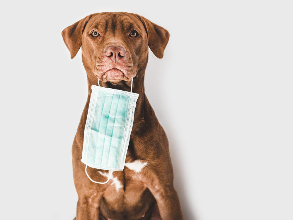 Saudi Arabia is Using Sniffer Dogs to Identify Covid-19 Air Travelers ...
